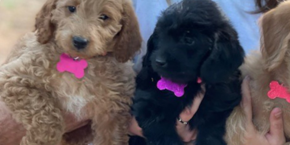 How Much Does A Mini Labradoodle Cost